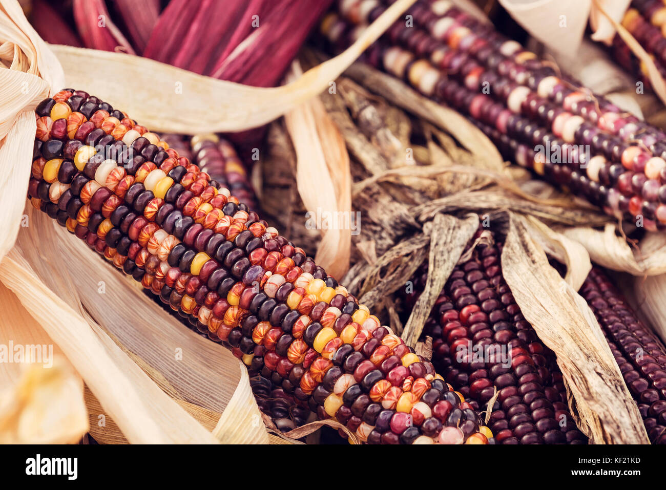 Closeup of Indian Corn at farmers market in autumn Stock Photo - Alamy