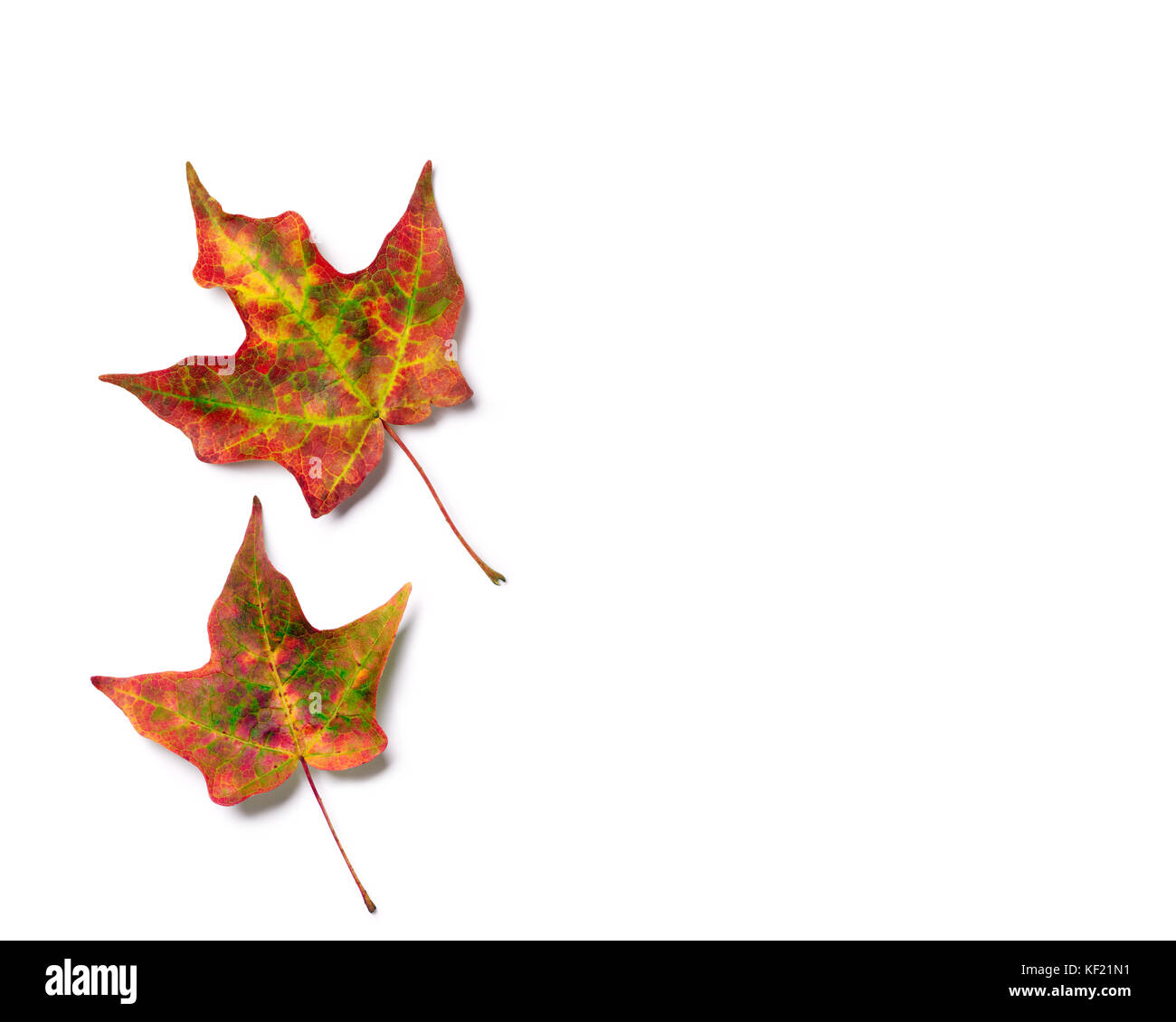 Brilliant fall colors on pair of autumn maple tree leaves isolated on ...