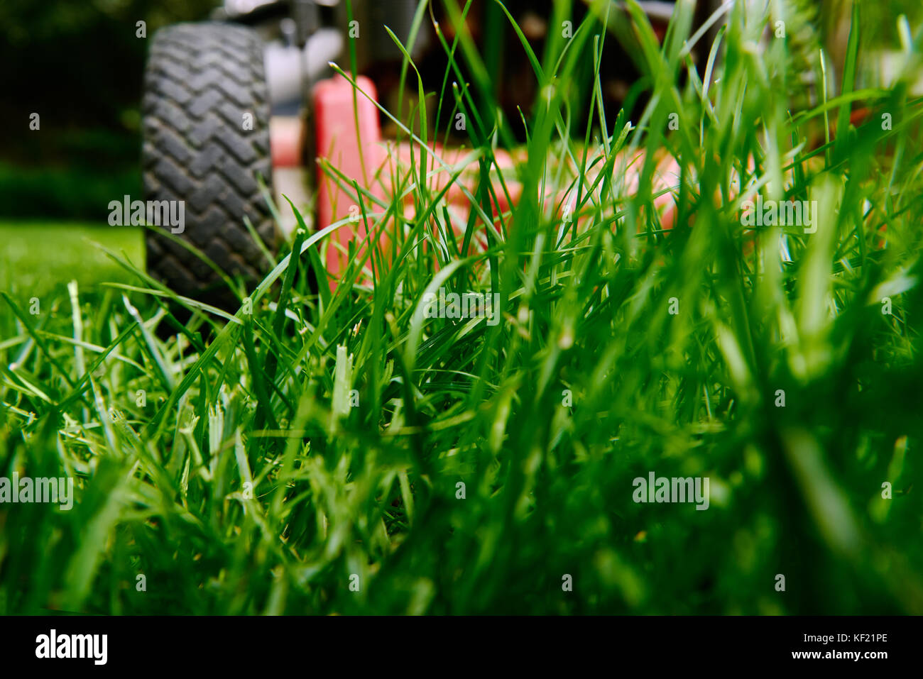 Low angle close up of lawnmower cutting fresh green grass Stock Photo ...