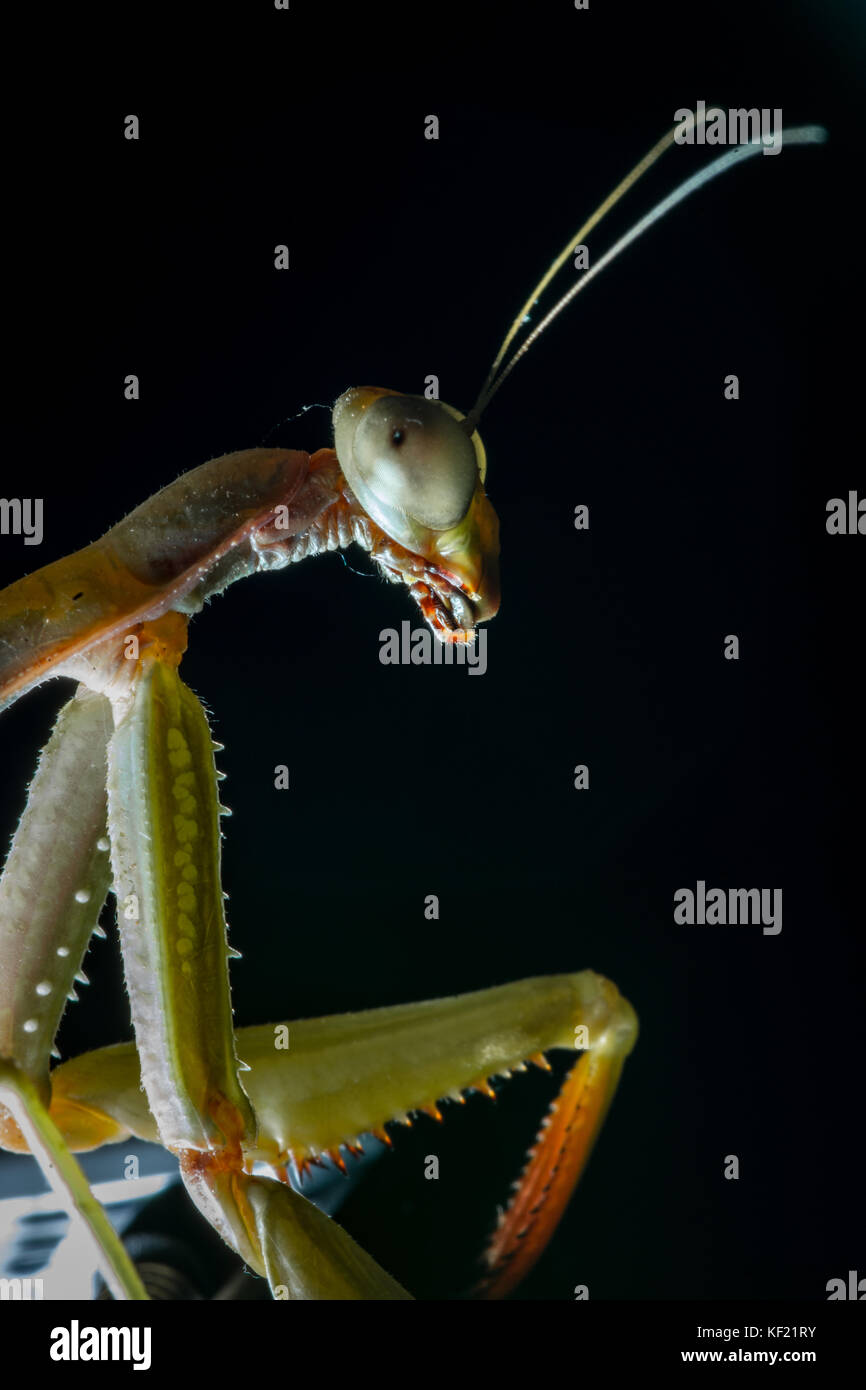 Mantis, macro photography common green mantis or pray mantis isolated ...