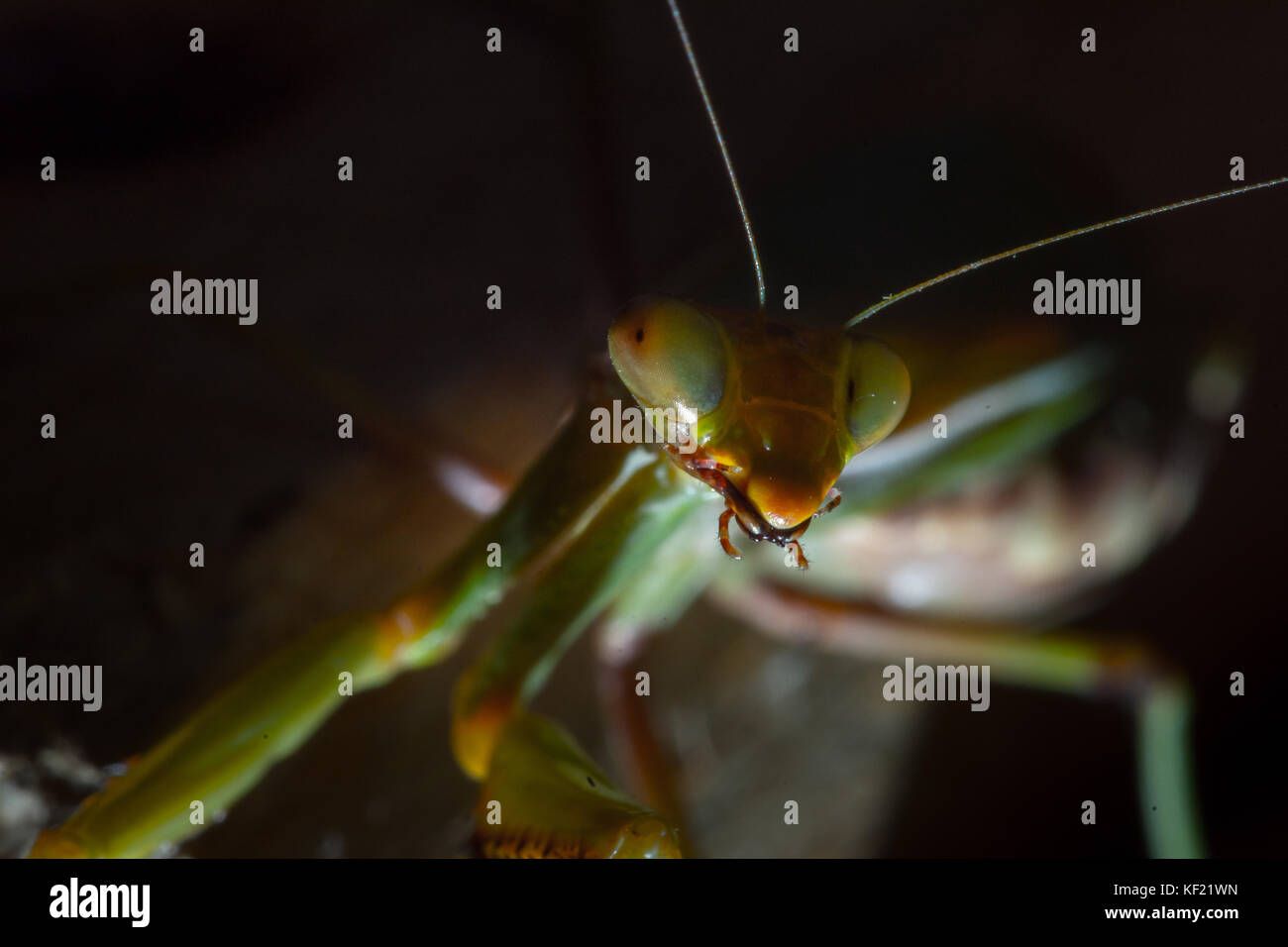 Mantis, macro photography common green mantis or pray mantis isolated ...