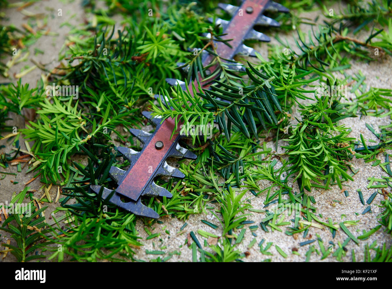 After the yard work, yew bush hedge trimmings with the electric hedge ...