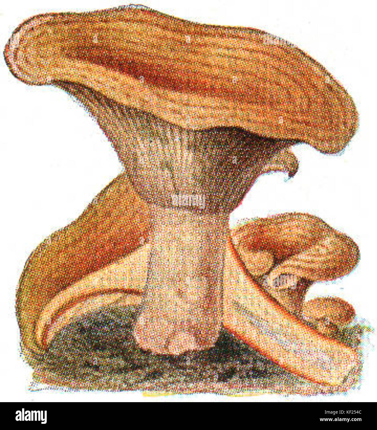 Lactarius deliciosus illustration hi-res stock photography and images ...