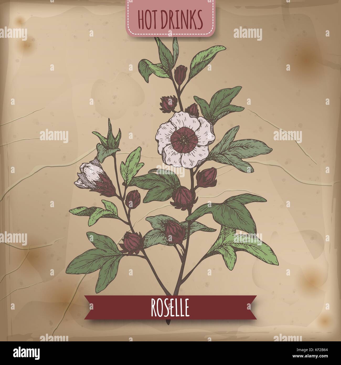 Red roselle flowers Stock Vector Images - Alamy