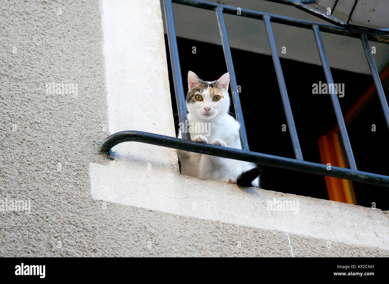a portrait of a cat on the balcony of the house Stock Photo - Alamy