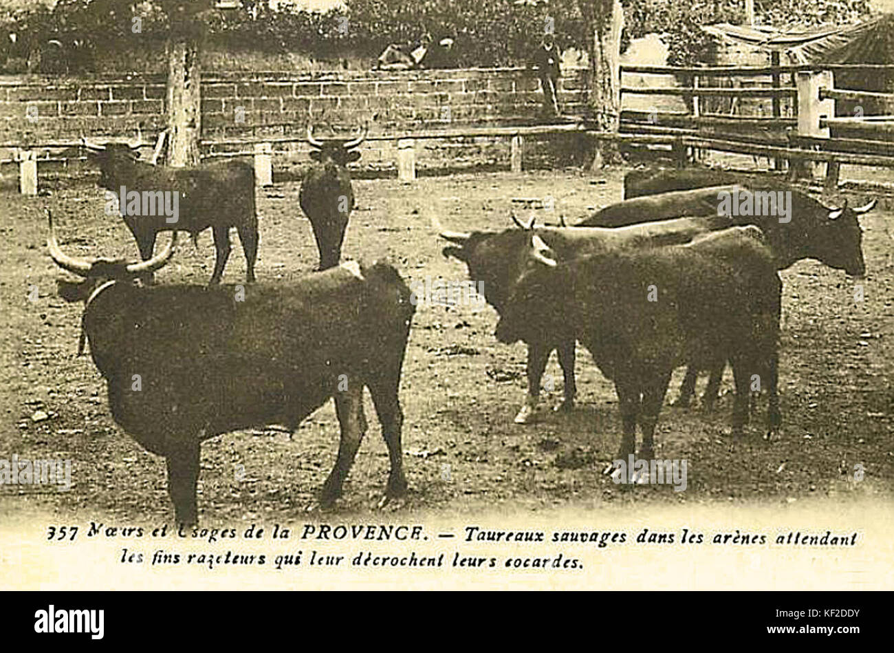 Taureaux hi-res stock photography and images - Alamy