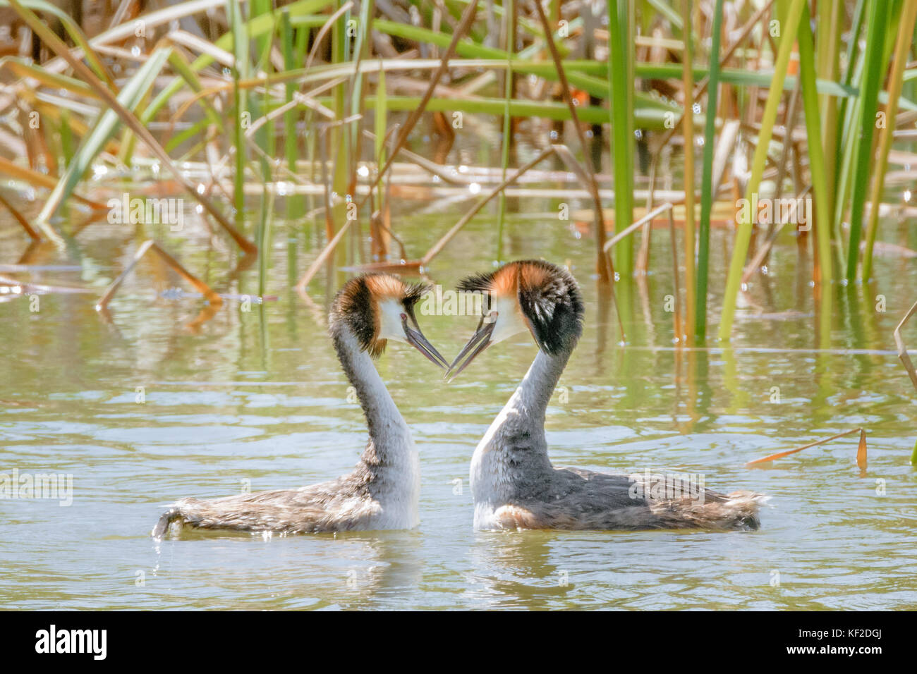 Two great crested grebes dancing during mating season in their winter ...