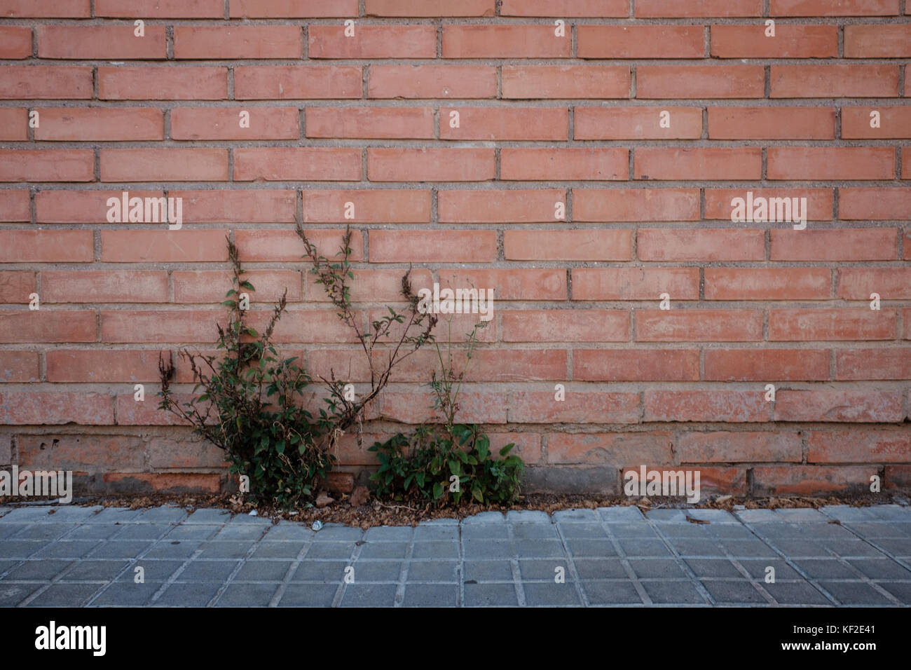 Weeds wall hi-res stock photography and images - Alamy