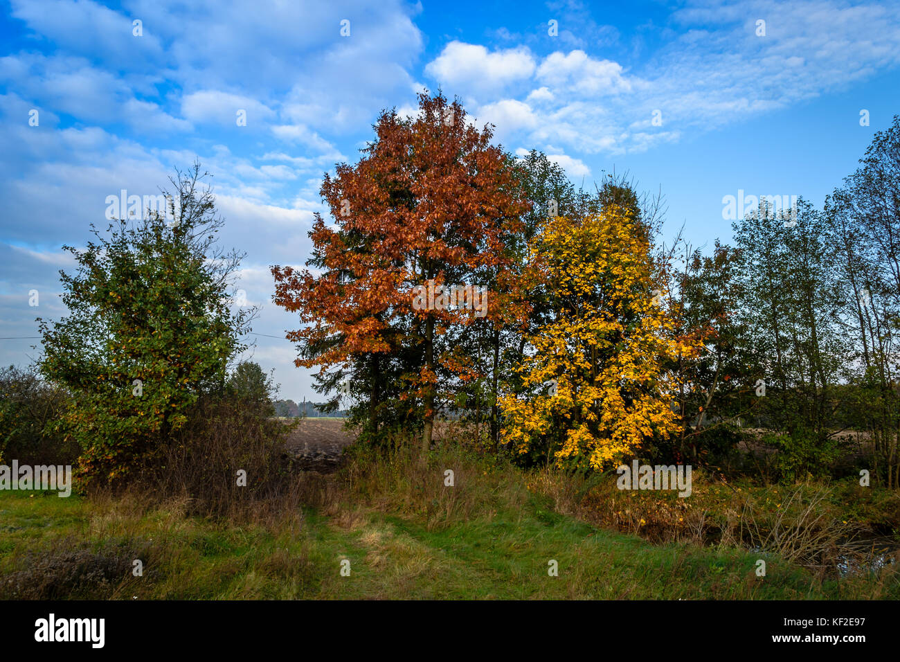 Trees in the colors of autumn Stock Photo - Alamy