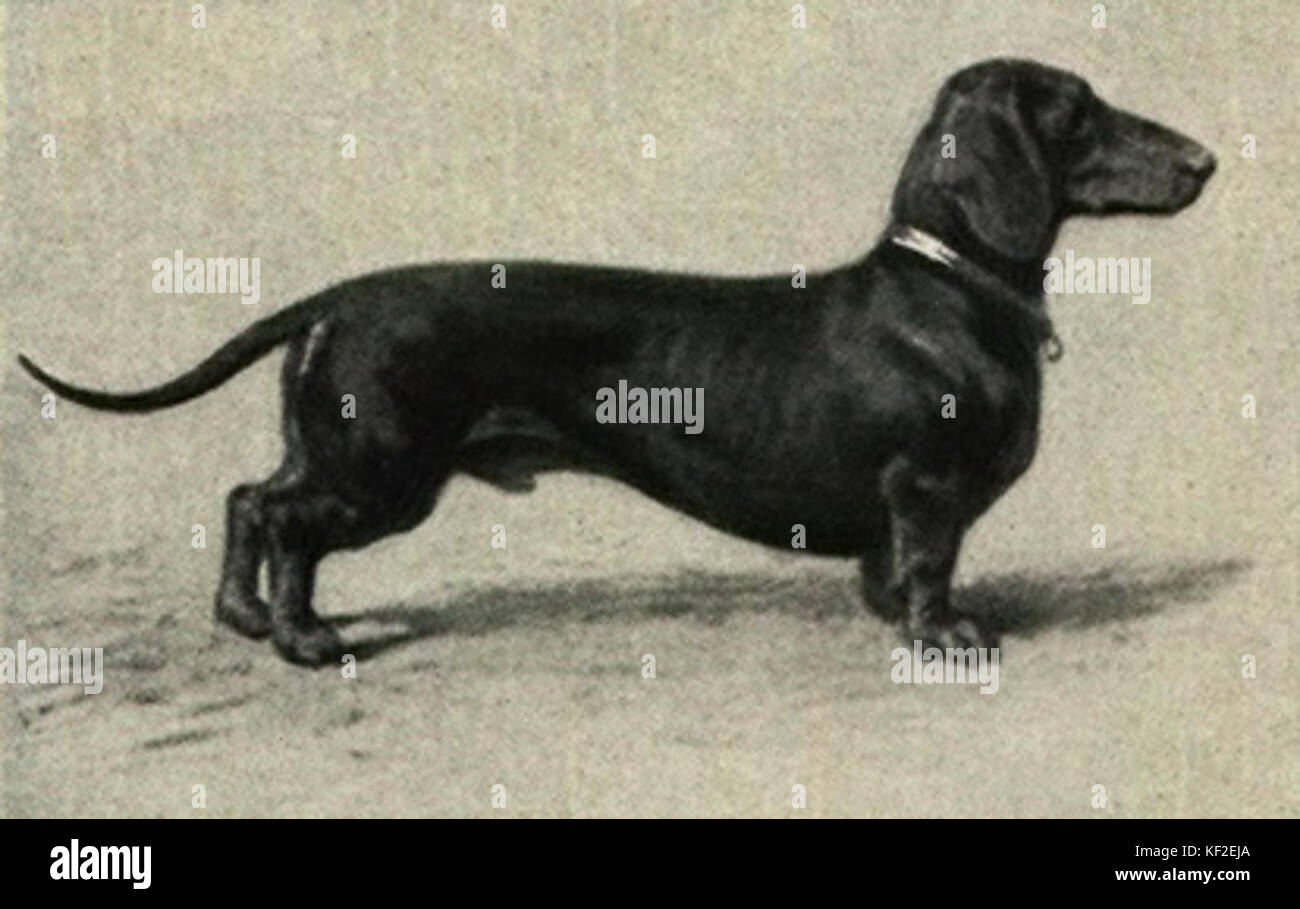 Smooth Dachshund Portrait Stock Photo - Alamy