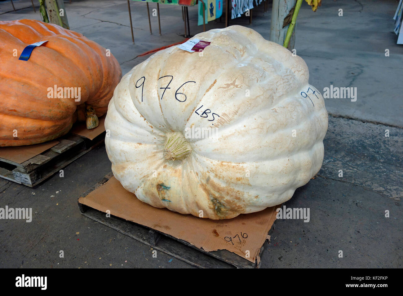 a giant pumpkin at a county fair Stock Photo - Alamy