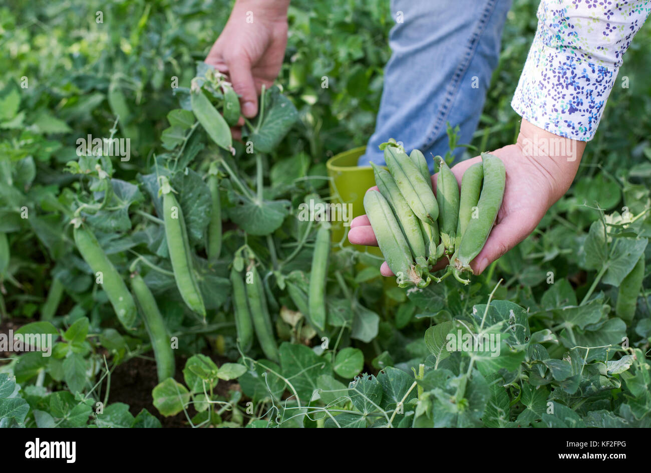 Woman's hand picking peas, close-up Stock Photo - Alamy