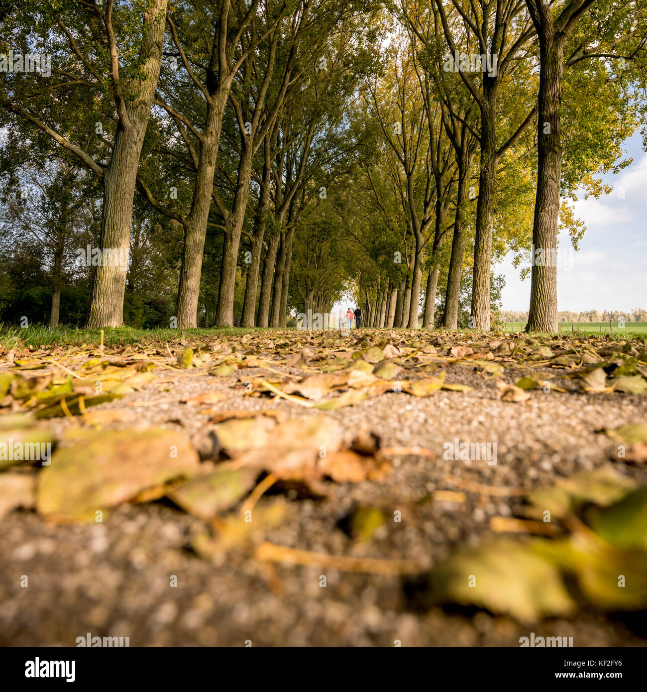 People walking on the cycle path lined with trees as leaves fall and ...