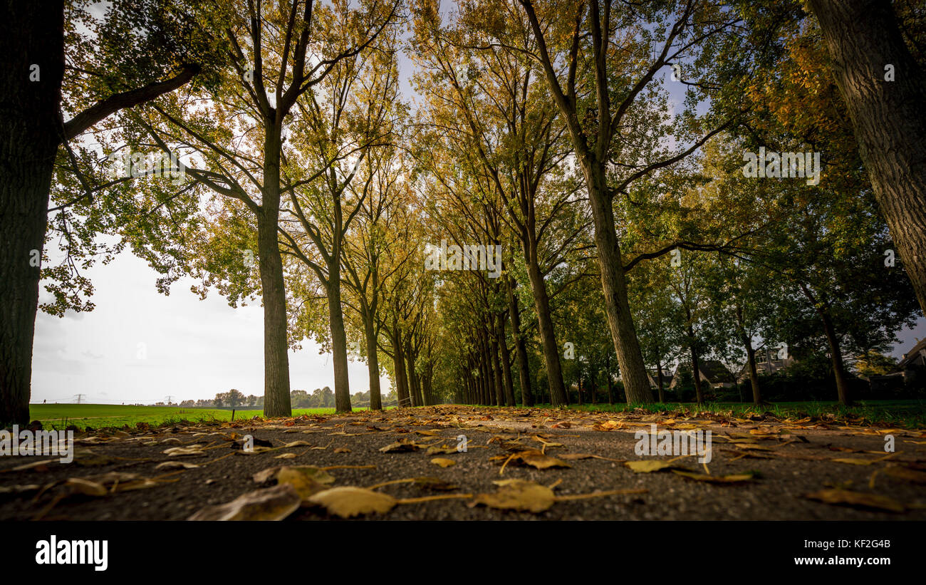 Track lined with trees as leaves fall and cover the track Stock Photo ...
