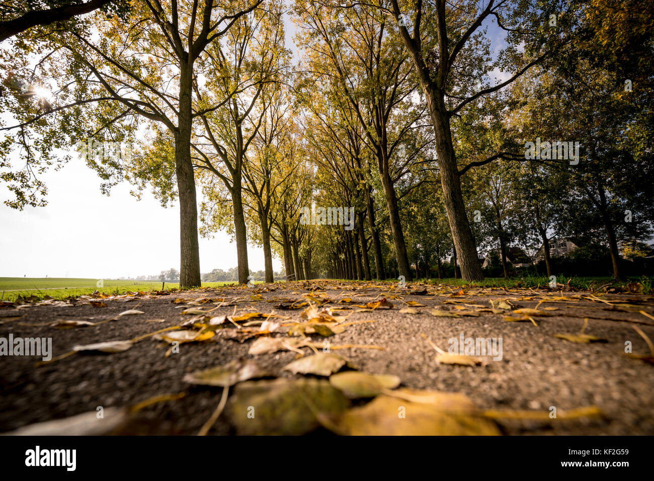 Autumn cycle path lined with trees as leaves fall and cover the track ...