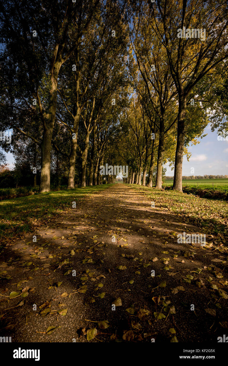 Cycle path lined with trees as leaves fall and cover the track in ...