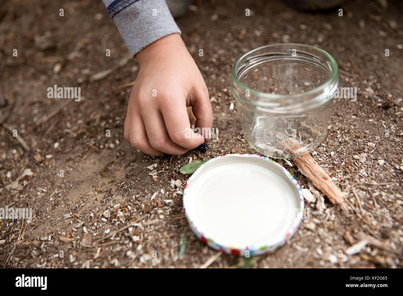 Boy's hand grabbing for beetle on forest soil Stock Photo - Alamy