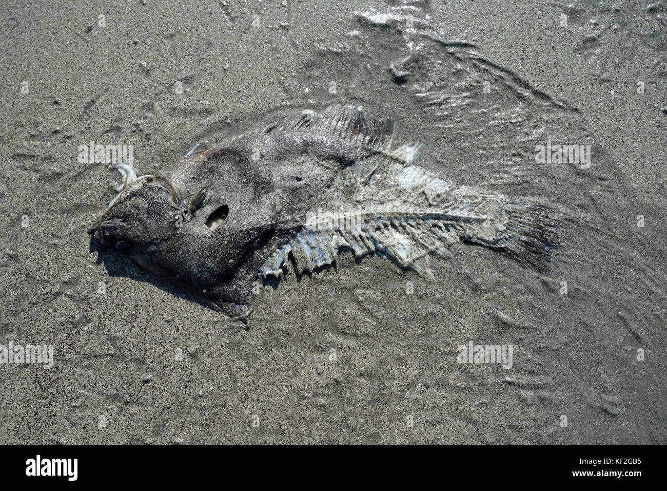 Dead rotting fish hi-res stock photography and images - Alamy