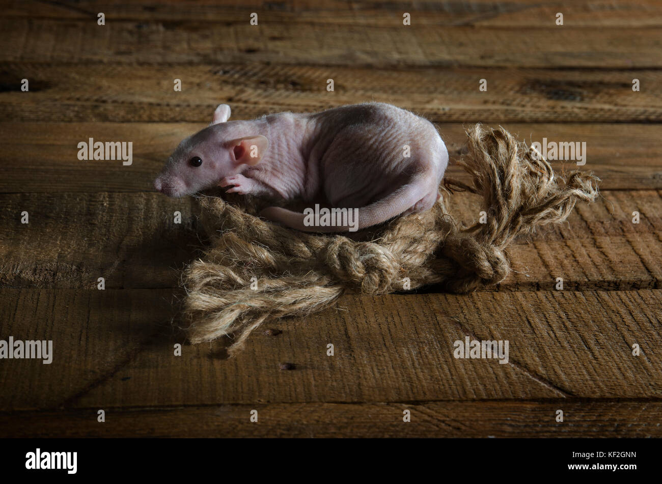 Funny rat hi-res stock photography and images - Alamy