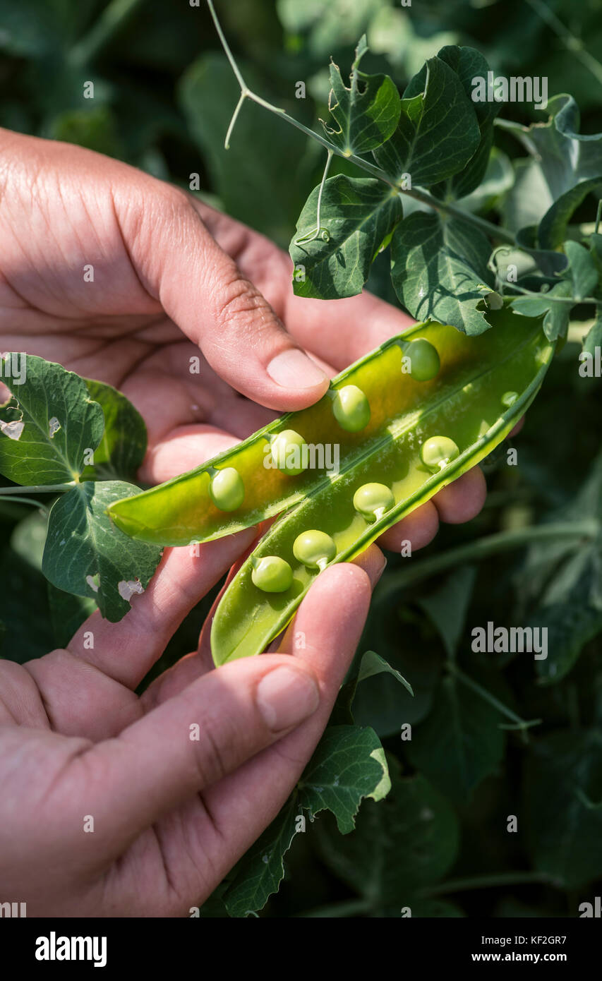 Woman's hand picking peas, close-up Stock Photo - Alamy