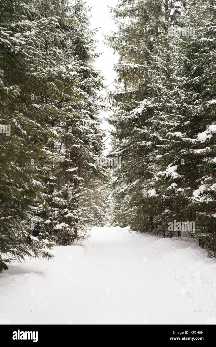 Snow-covered forest track Stock Photo - Alamy
