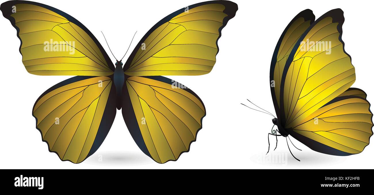 Set of colorful butterflies. Front and side view Stock Vector Image ...