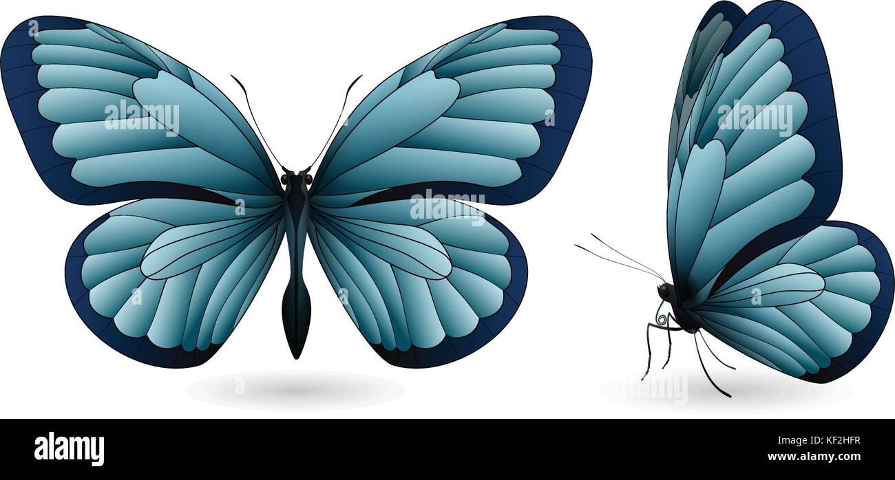 Set of colorful butterflies. Front and side view Stock Vector Image ...