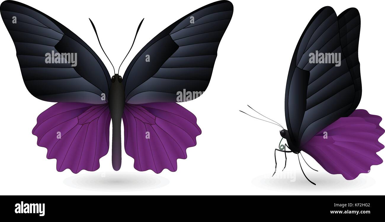 Set of colorful butterflies. Front and side view Stock Vector Image ...