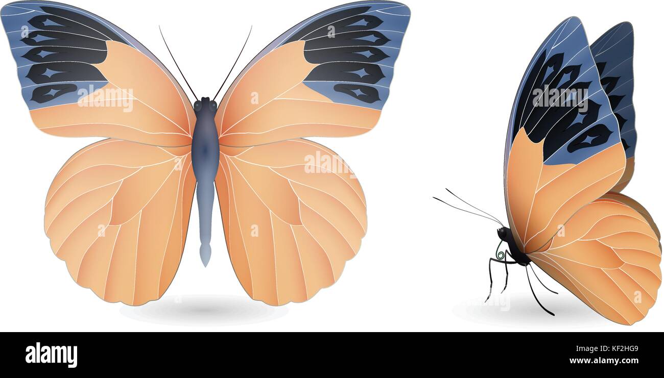 Set of colorful butterflies. Front and side view Stock Vector Image ...