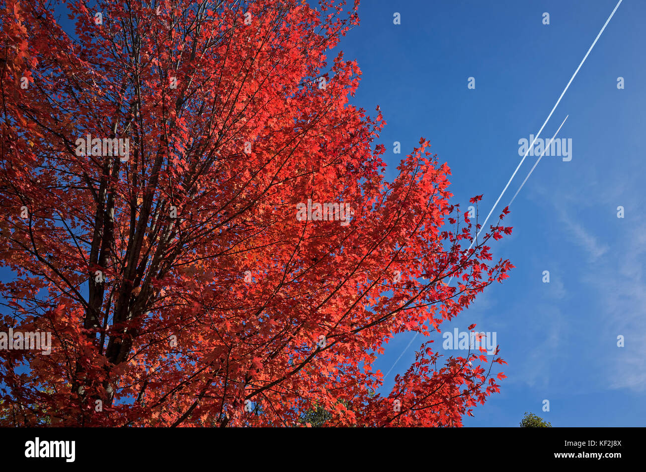 Maple tree exhibiting autumn leaf color, a phenomenon that affects the ...