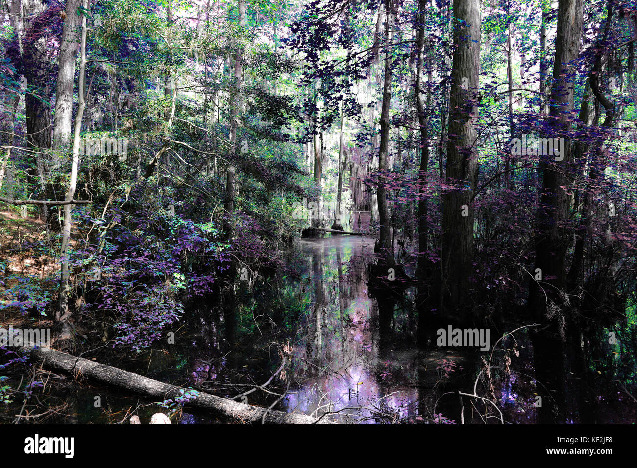 Swamp trails of virginia beach hi-res stock photography and images - Alamy