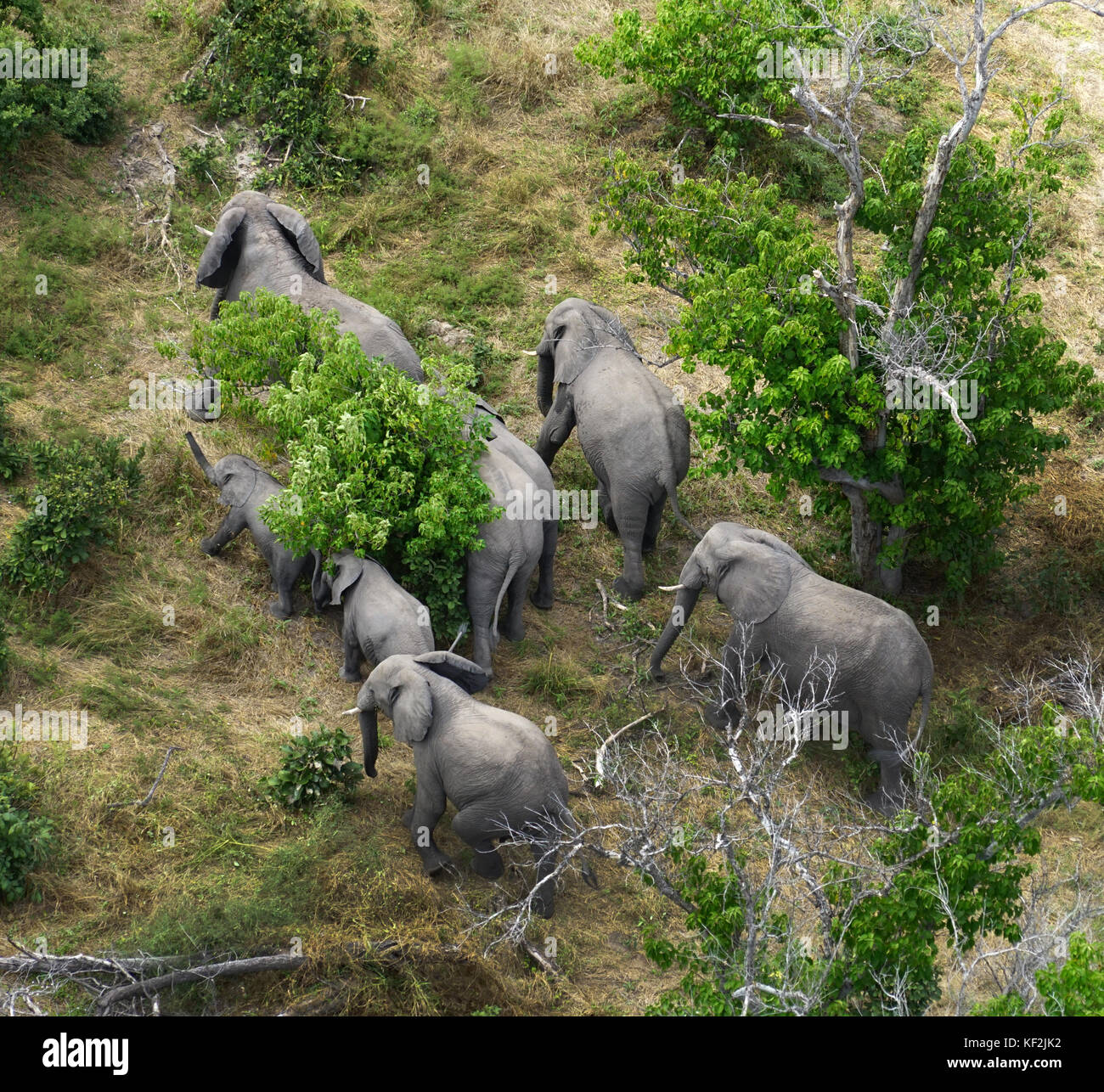 Aerial view of herds of Elephants Stock Photo - Alamy