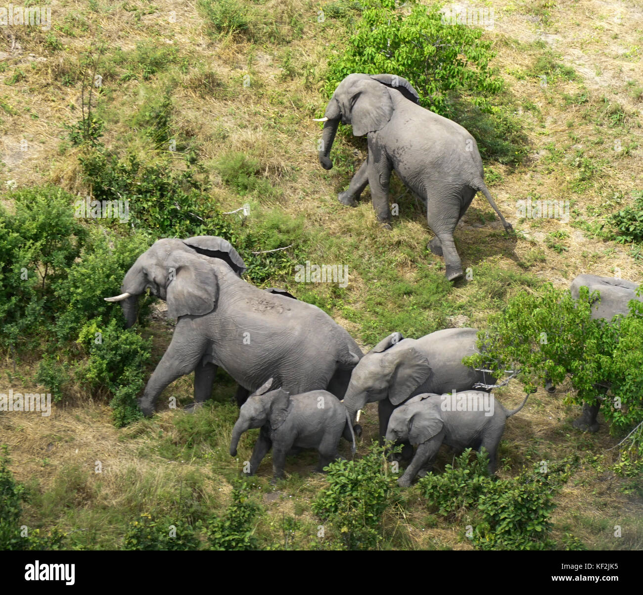 Aerial view of herds of Elephants Stock Photo - Alamy