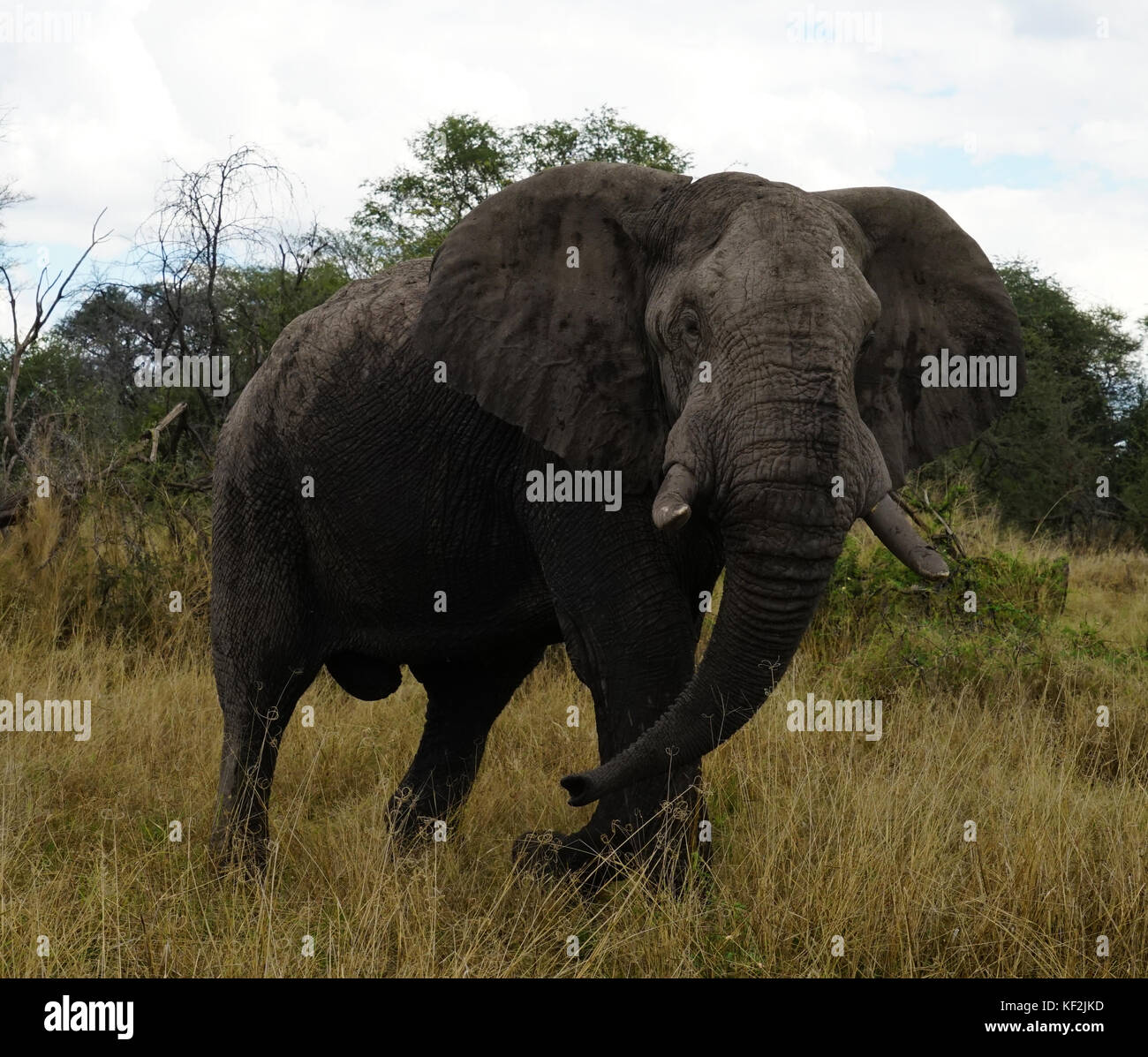 Elephant acacia okavango hi-res stock photography and images - Alamy