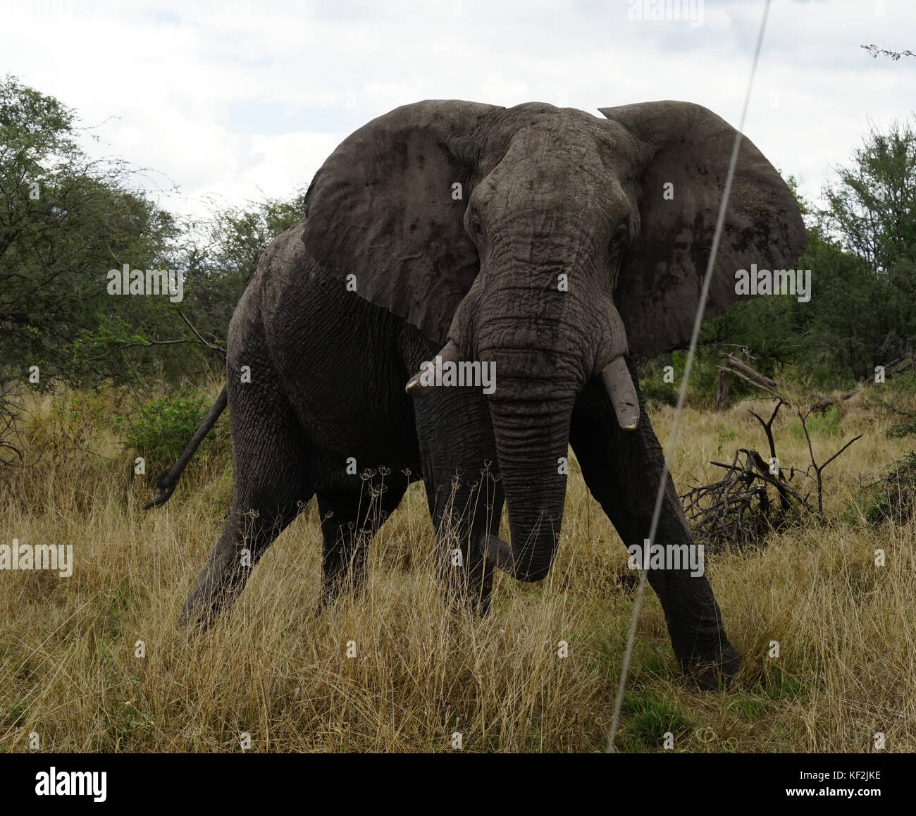 Elephant acacia okavango hi-res stock photography and images - Alamy