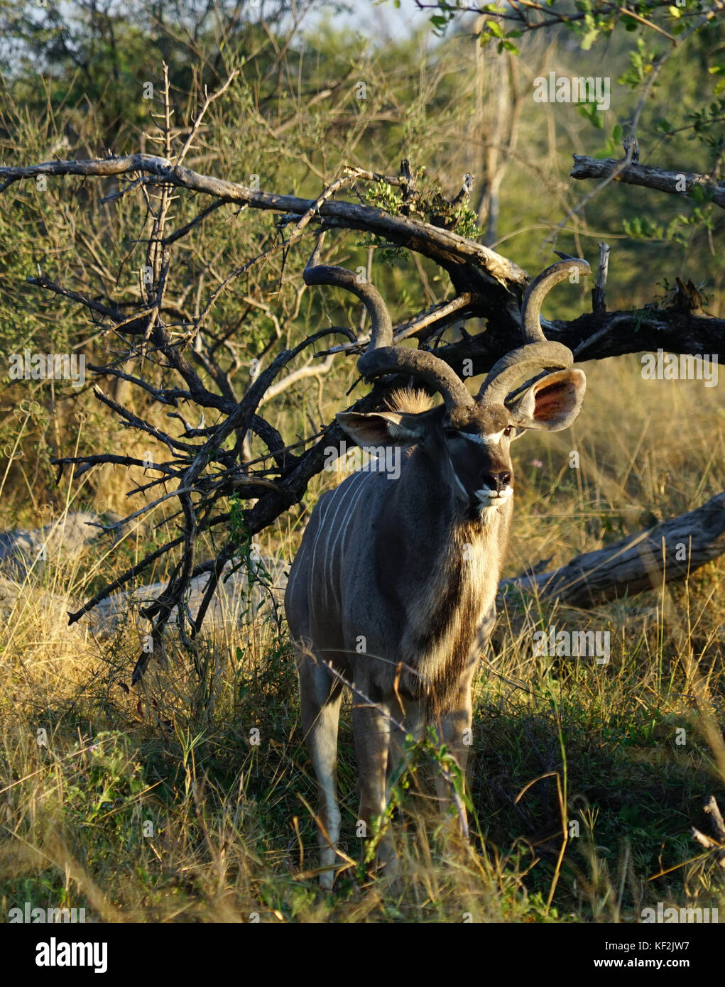 Kudu in the trees in Botswana Stock Photo - Alamy