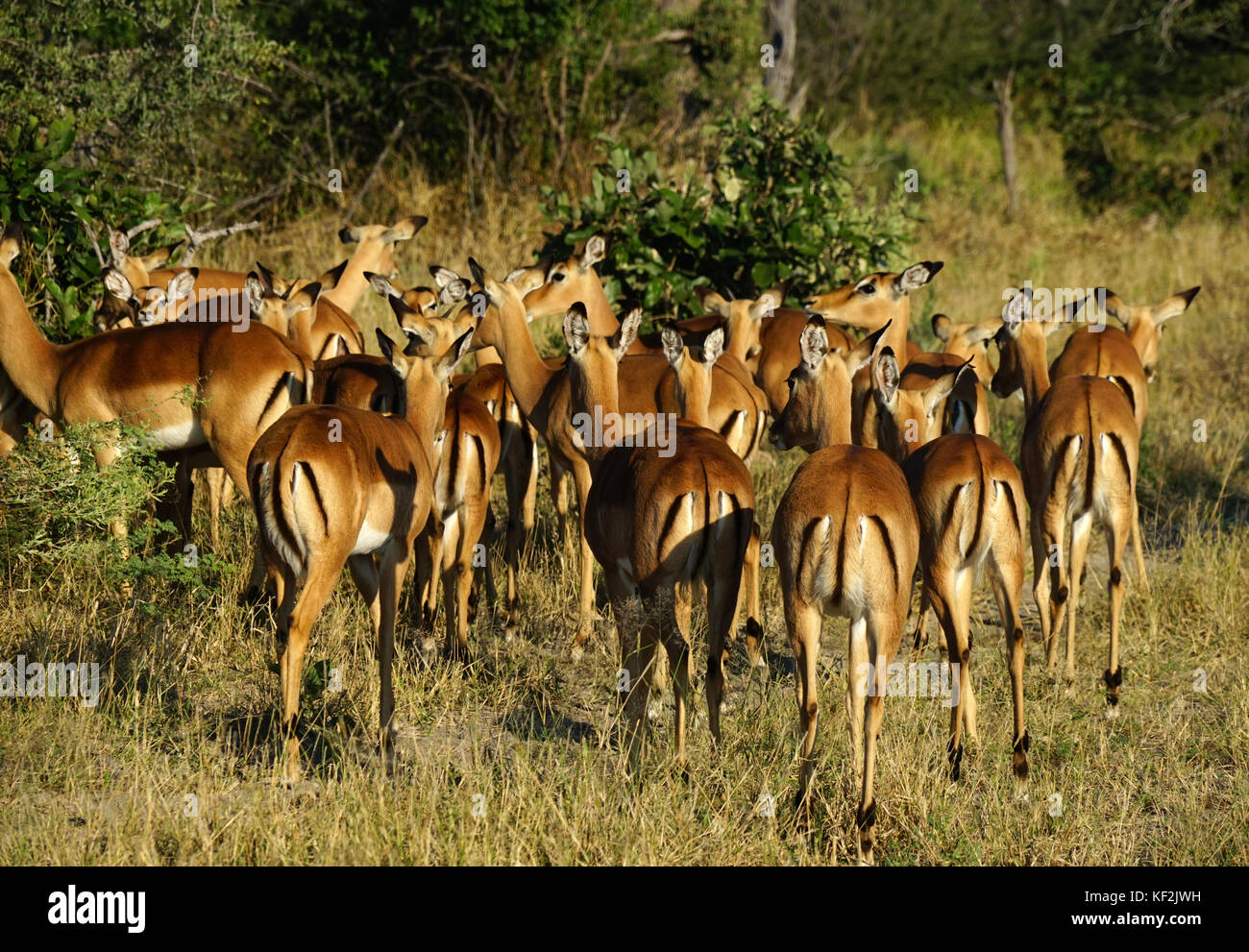 Pronking springbok hi-res stock photography and images - Alamy