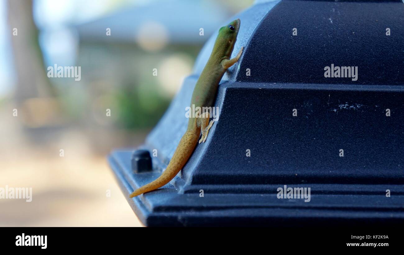 Gecko resting on a lamp Stock Photo - Alamy