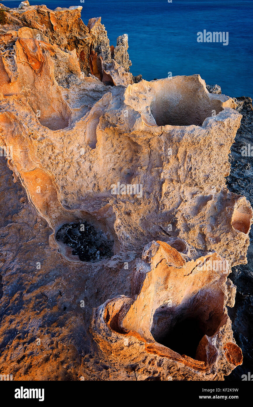 Fossilized remnants of tuart forest in the Tamala limestone thoughout ...