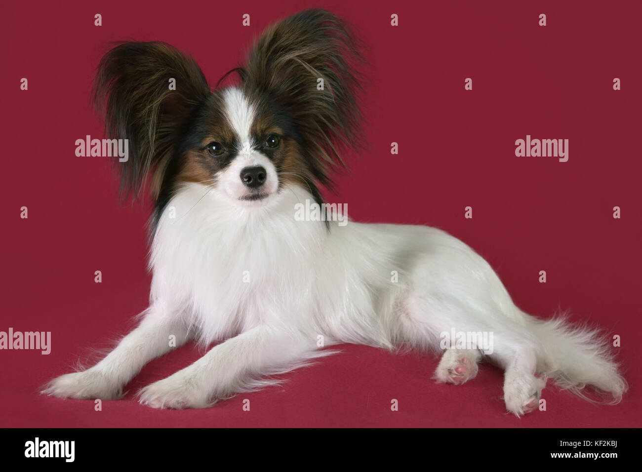 Beautiful young male dog Continental Toy Spaniel Papillon on red ...