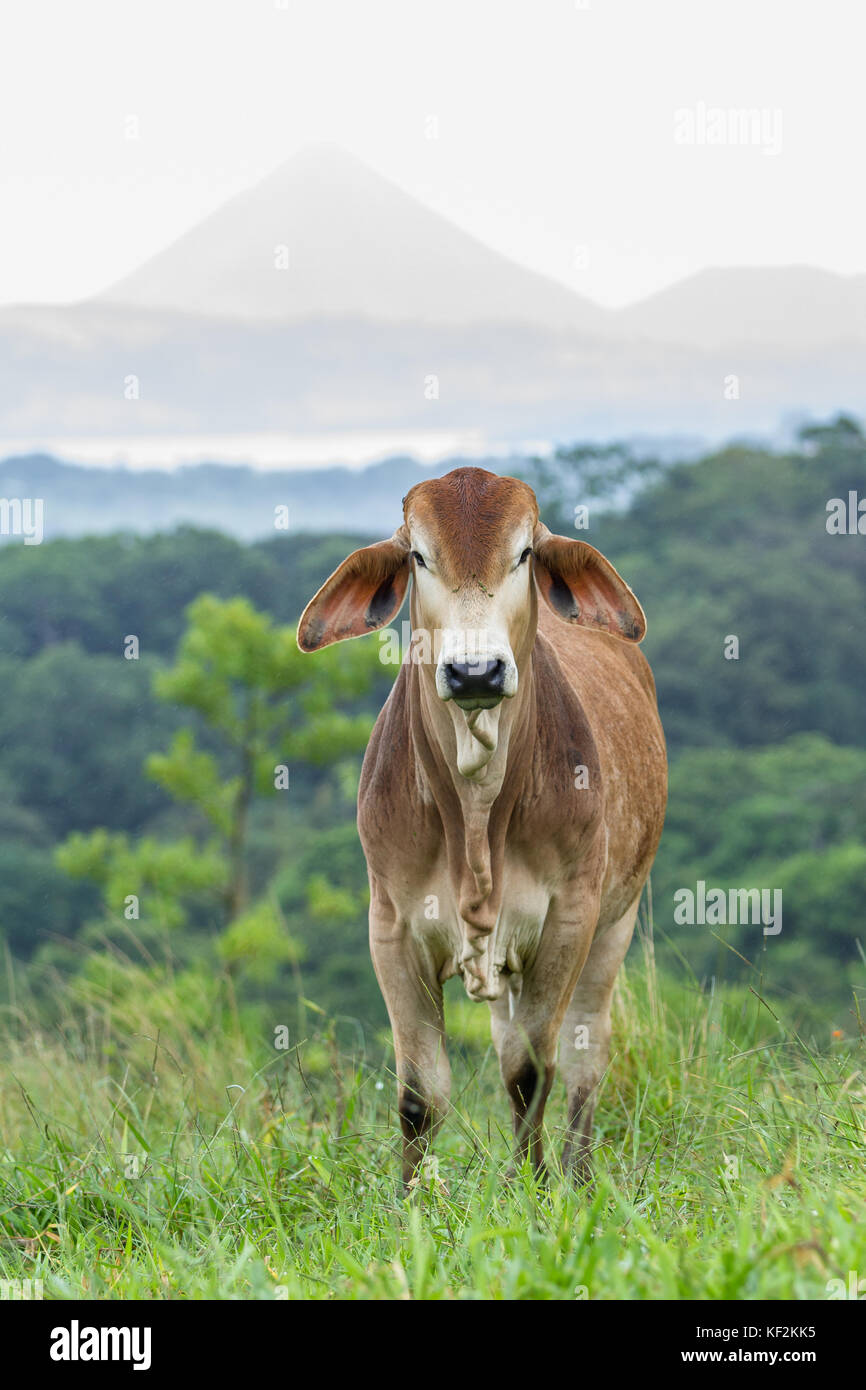 curious young bull in Costa Rica with Arenal volcano in the background ...