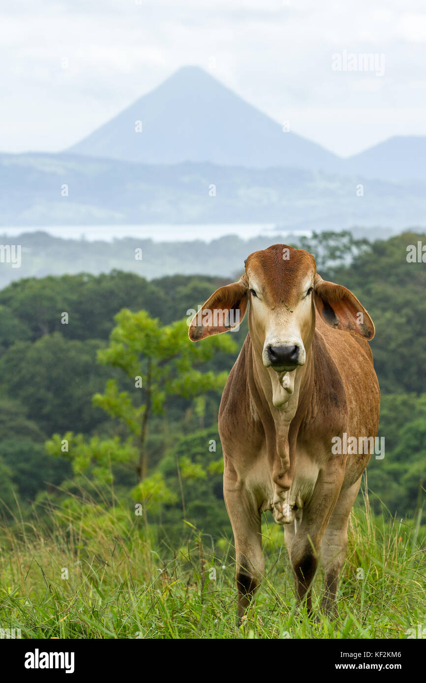 Guanacaste costa rica arenal volcano hi-res stock photography and ...