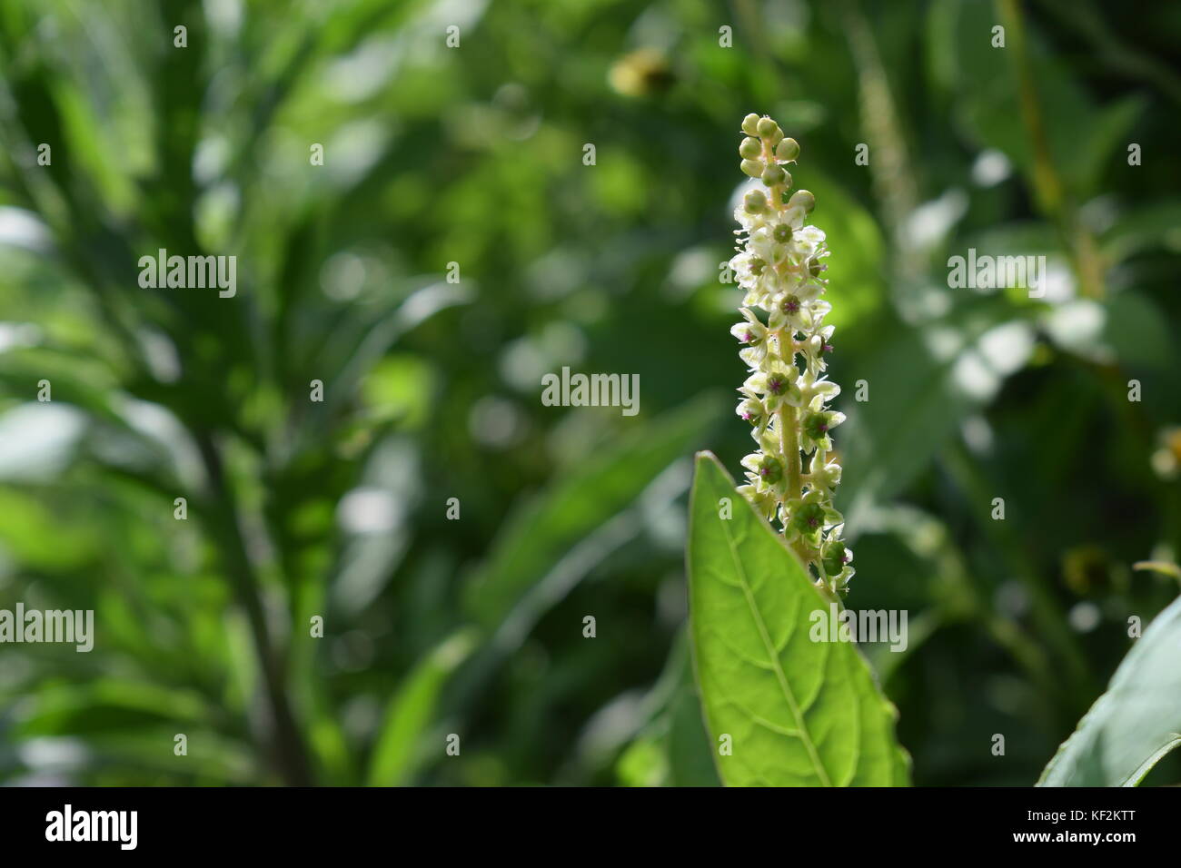 Raceme inflorescence hi-res stock photography and images - Alamy