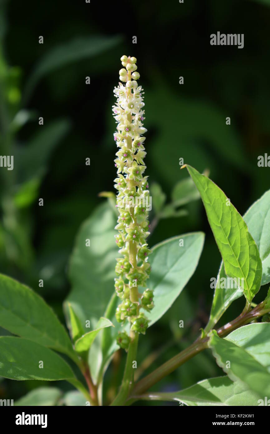 Raceme Flower Inflorescences – Ohio Plants