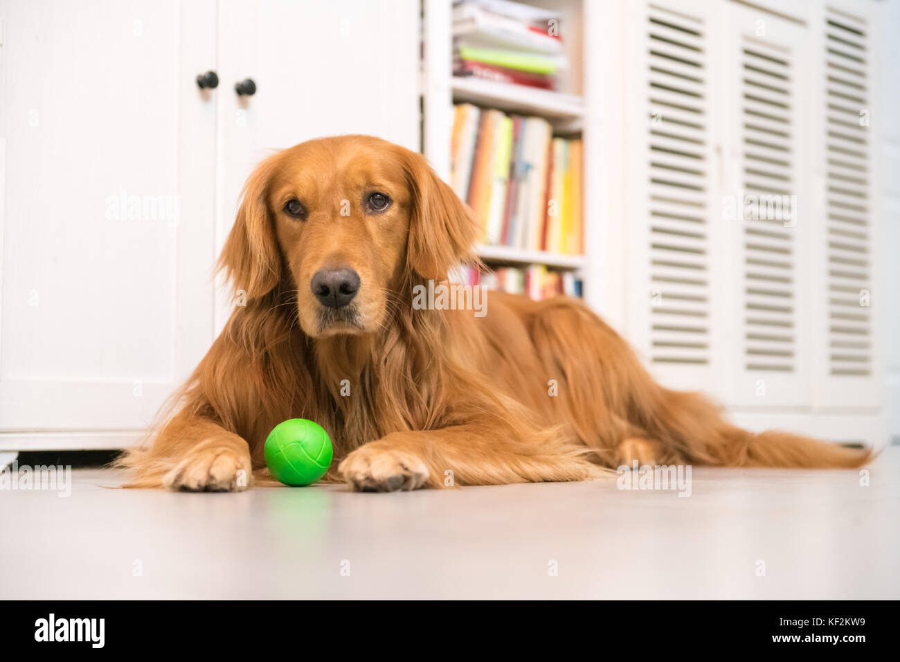 Ball golden retriever hair hi-res stock photography and images - Alamy