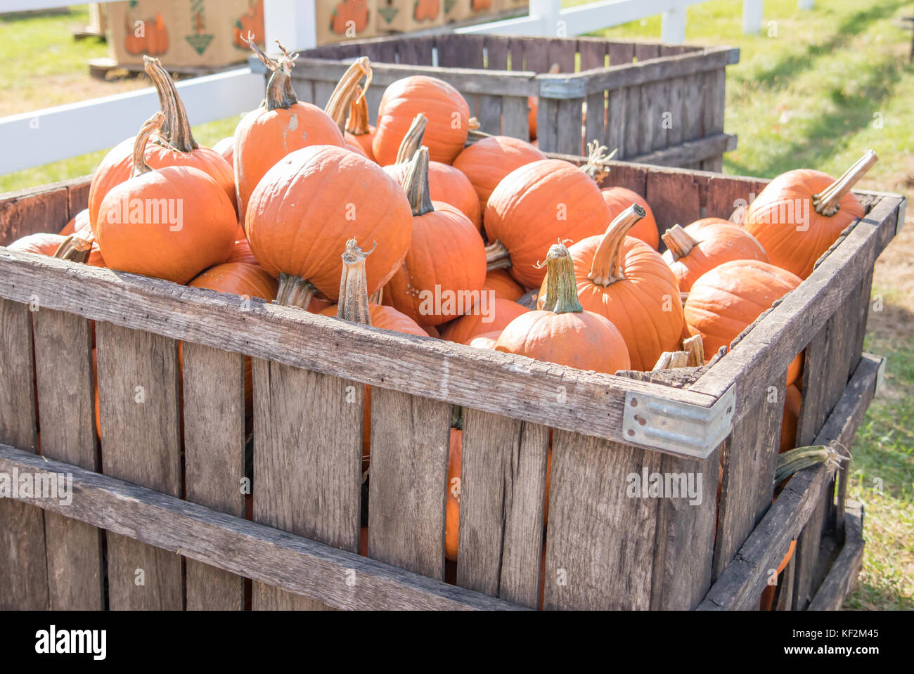 Large wooden crate of pumpkins ready for sale at an orchard Stock Photo ...