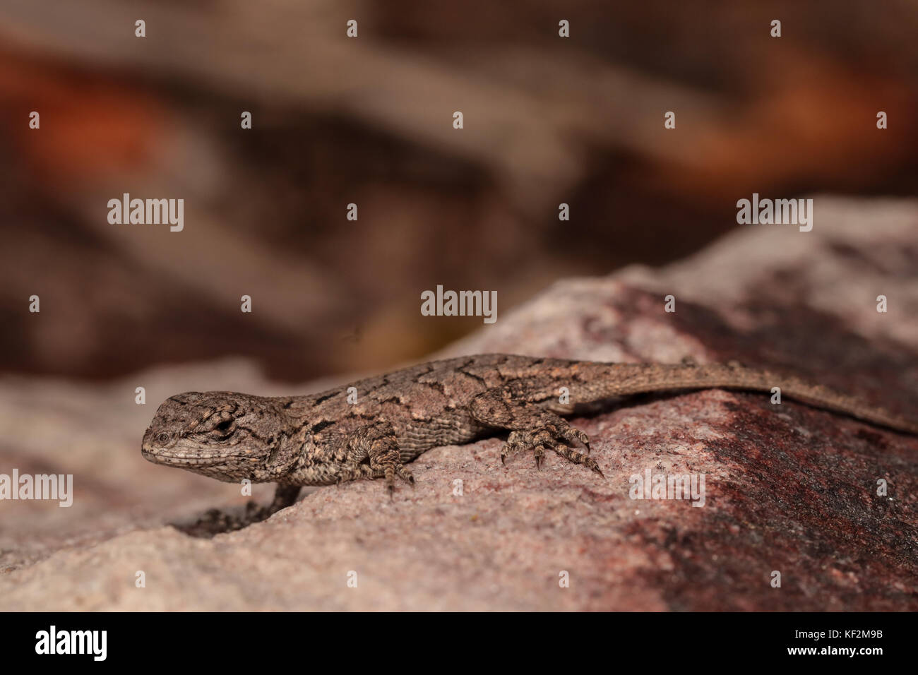 Baby eastern fence lizards - Sceloporus undulatus Stock Photo - Alamy