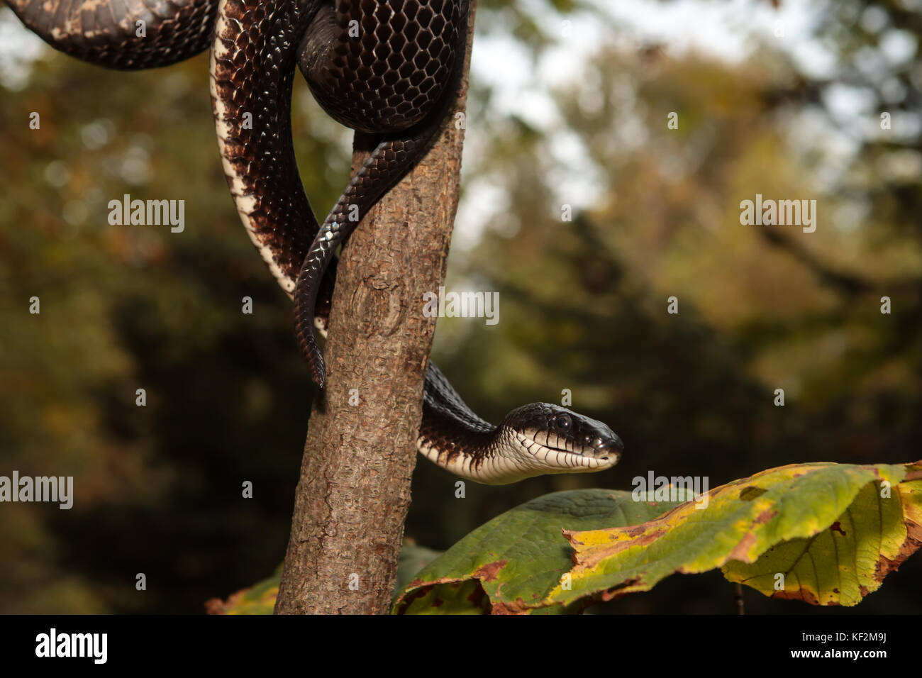 Eastern black rat snake - Pantherophis alleghaniensis Stock Photo - Alamy