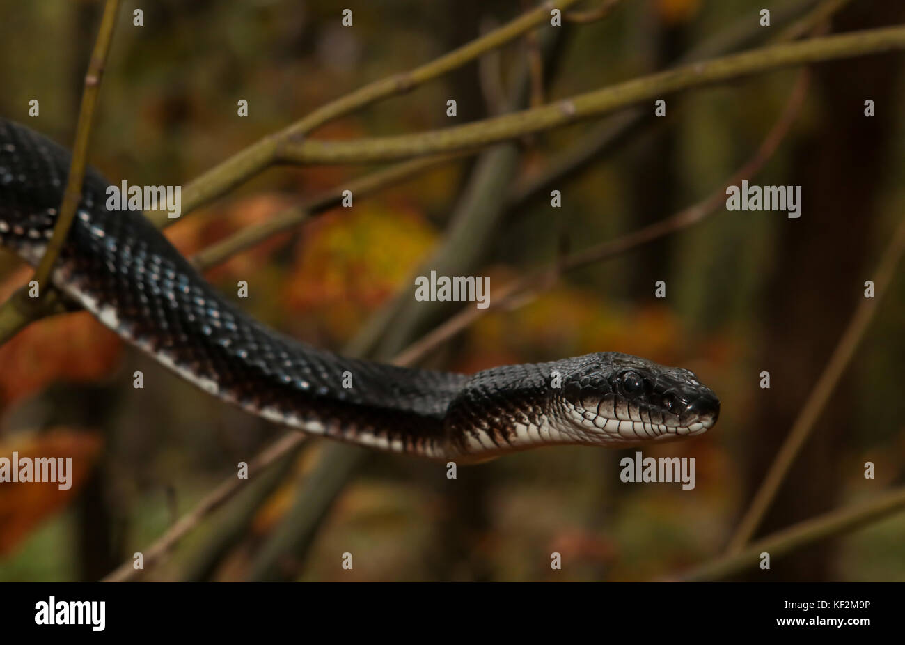 Eastern black rat snake - Pantherophis alleghaniensis Stock Photo - Alamy