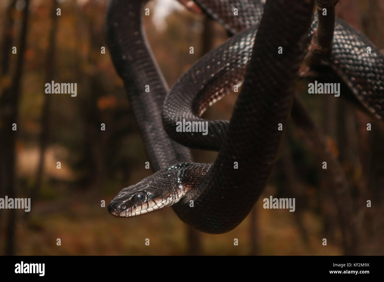 Eastern black rat snake - Pantherophis alleghaniensis Stock Photo - Alamy